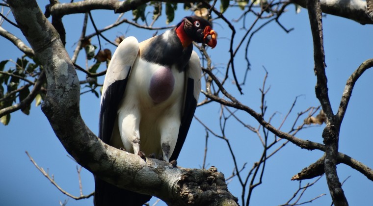 Diario HOY | Son muy difíciles de ver: Avistan dos raros "Yryvu Ruvicha"