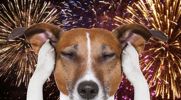 Diario HOY | Los animales sufren en las fiestas: cómo lidiar con el ...