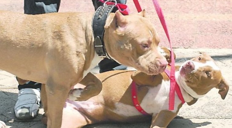 Diario HOY | El perrito "delmer" que salvó la vida del hermano de su ...