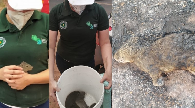 Diario HOY | Rescatan a animales de las llamas, otros murieron calcinados