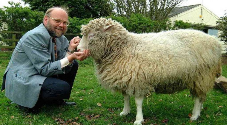 Diario HOY | La Oveja Dolly: experimento que revolucionó la biología y ...